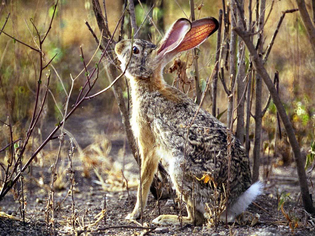 Cape Hare (Lepus capensis) - Know Your Mammals