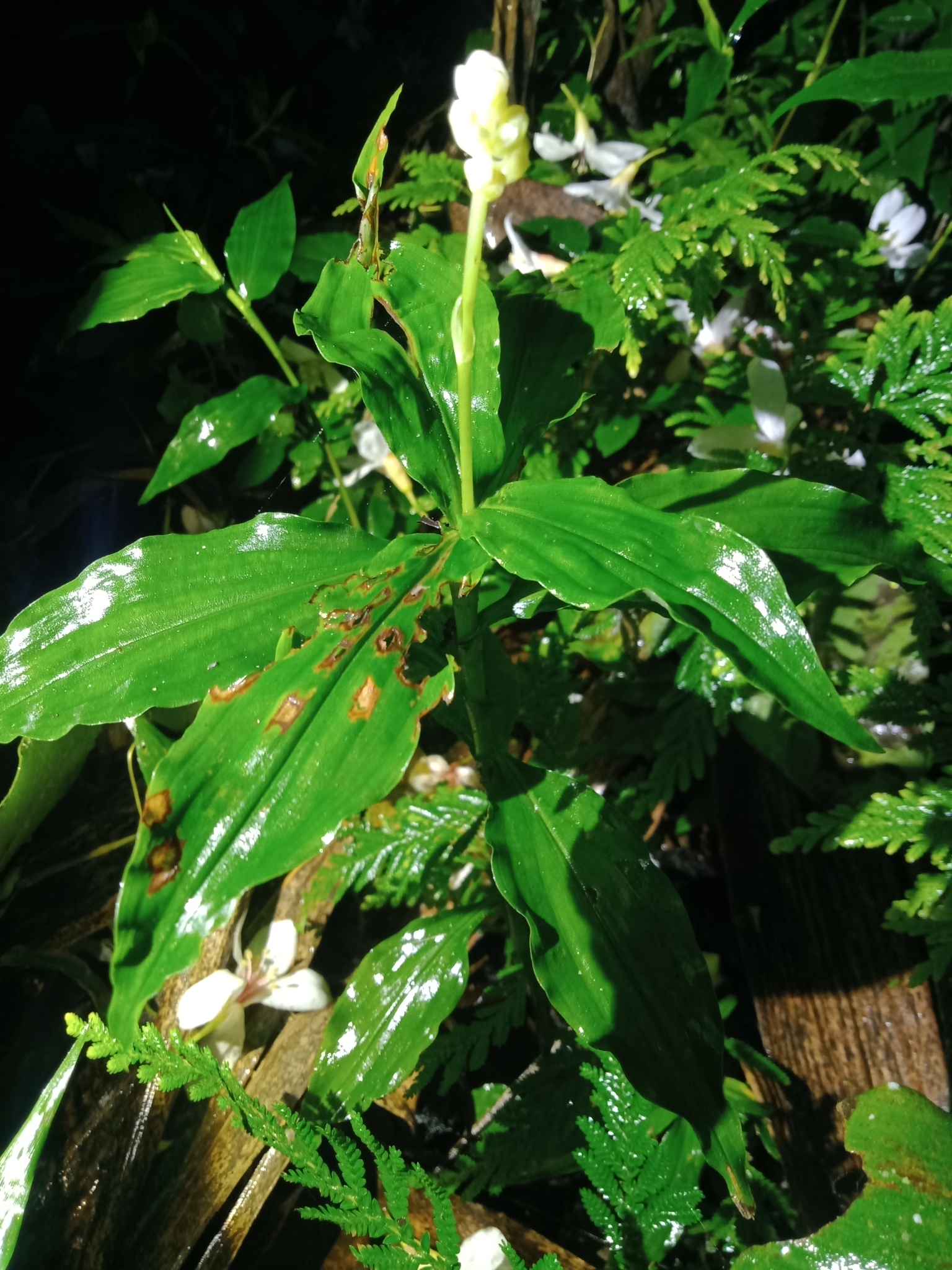 Pollia japonica Thunb.