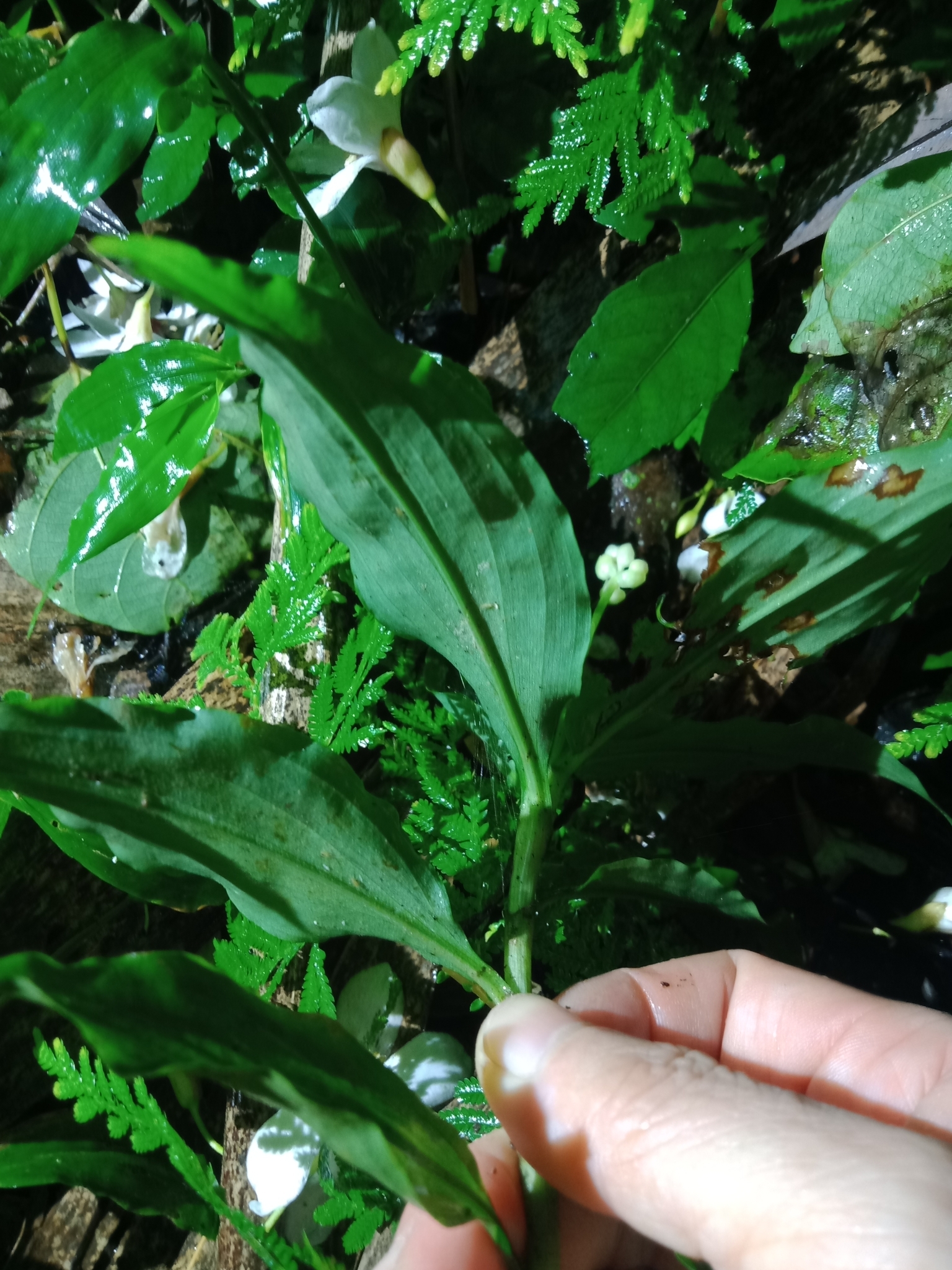 Pollia japonica Thunb.