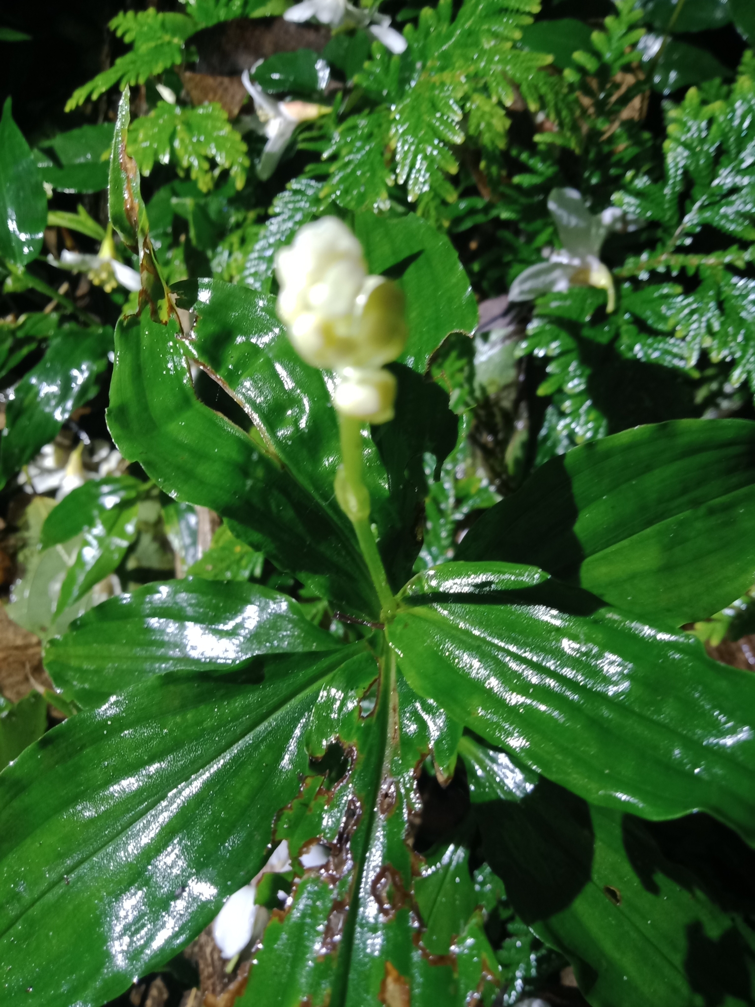 Pollia japonica Thunb.