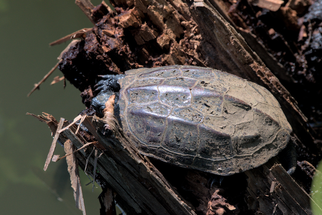 Mauremys reevesii (Gray, 1831)