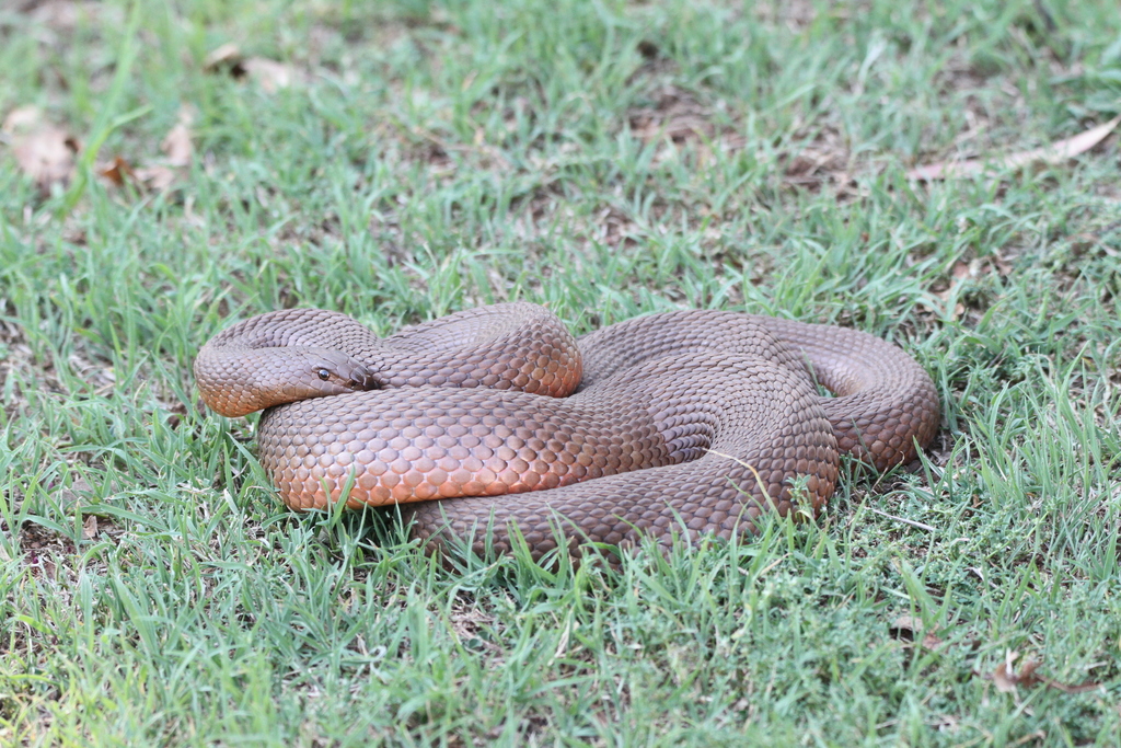 Mole Snake from Rietvallei 377-Jr, Pretoria, 0181, South Africa on ...