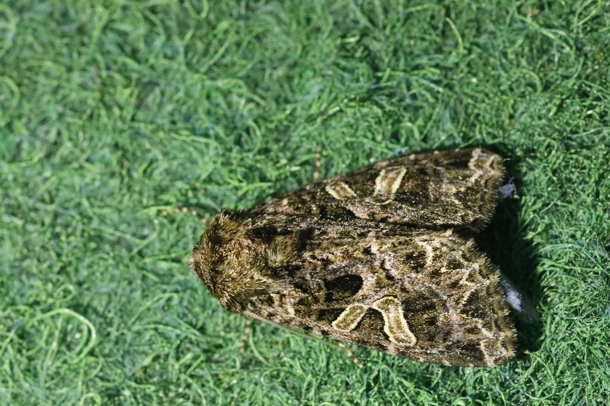 Sideridis rivularis Fabricius, 1775