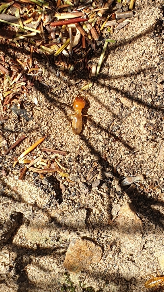 Southern Harvester Termite from Mountainside, Cape Town, 7140, South ...