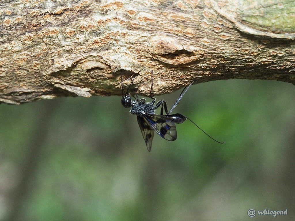 Aulacid Wasps from 香港 on June 10, 2018 at 11:50 AM by wklegend ...