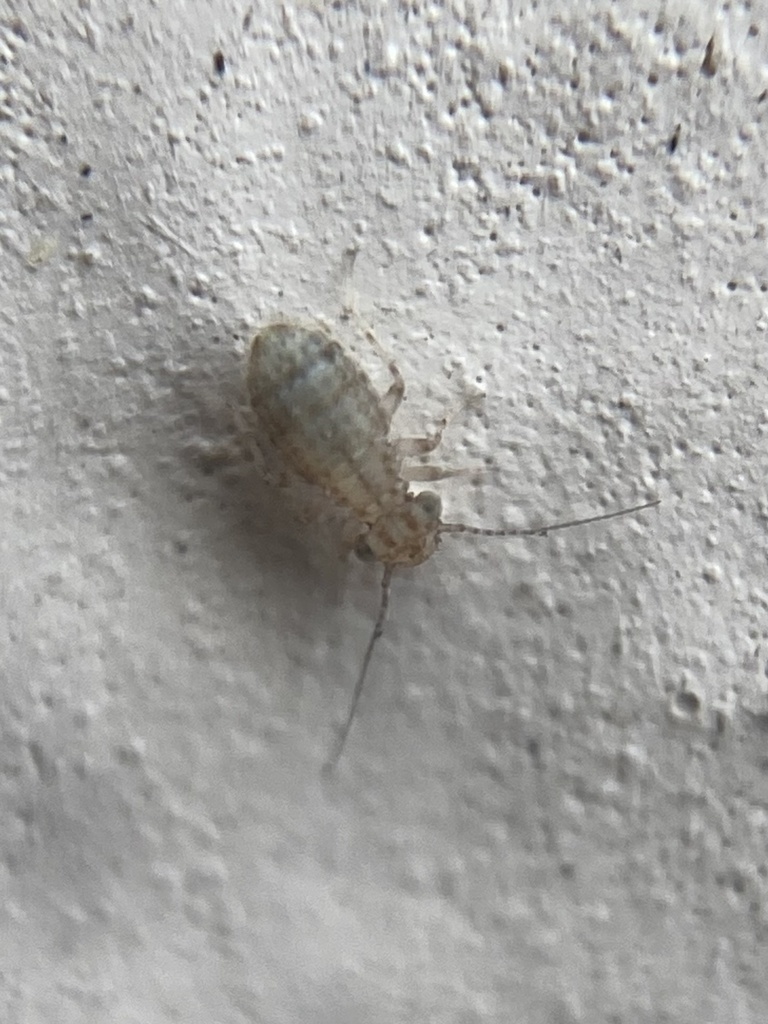 Cerobasis guestfalica from Honor Oak Park, London, England, GB on May ...