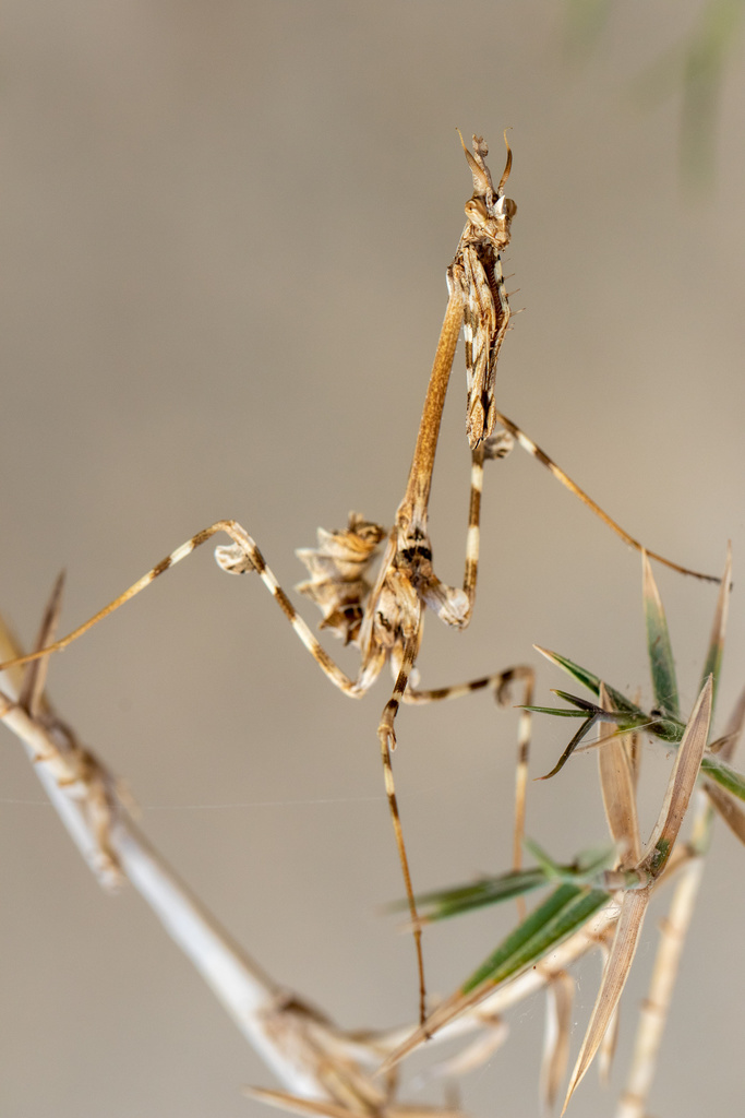 Mediterranean Conehead Mantis from Tozeur, Gobernatura de Tozeur, TN on ...