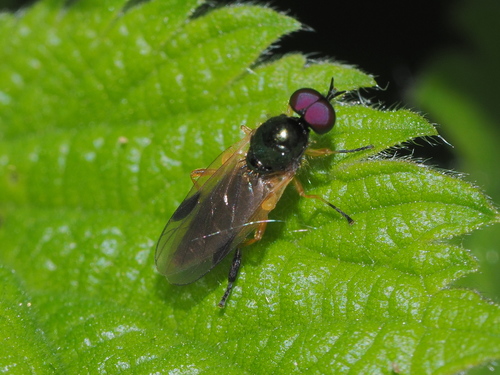 Beris schaposchnikowi · iNaturalist