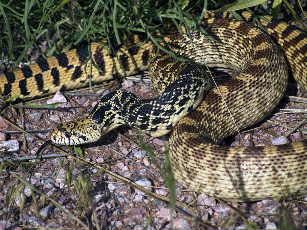 Bullsnake from Hudson-Meng Bonebed, NE on May 30, 2015 by Tim Giller ...
