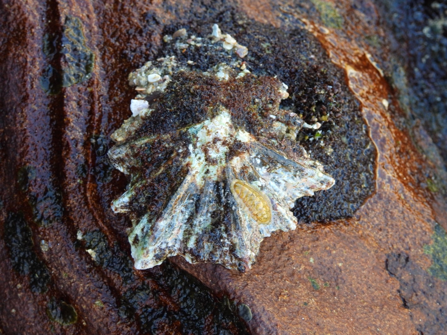 Cymbula oculus (Born, 1778)