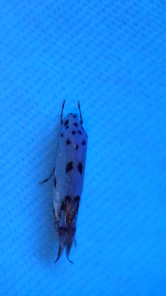 Red-streaked Mompha Moth from 10000 Clarksville Pike, Ellicott City, MD ...