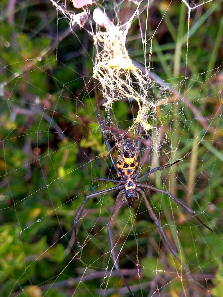 Hairy Golden Orb-weaving Spider from Overberg, Western Cape, South ...