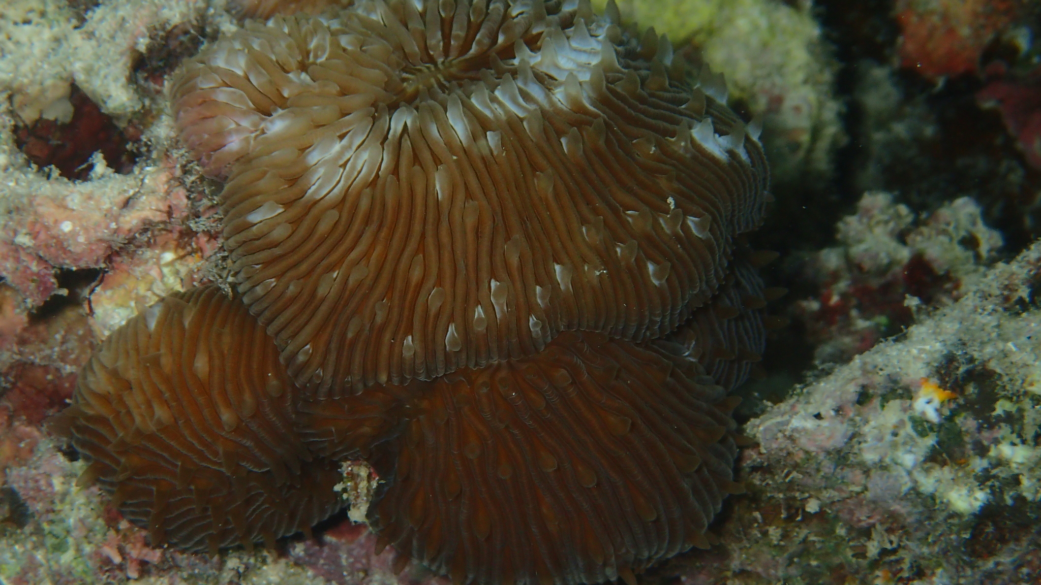 Lobactis scutaria (Lamarck, 1801)