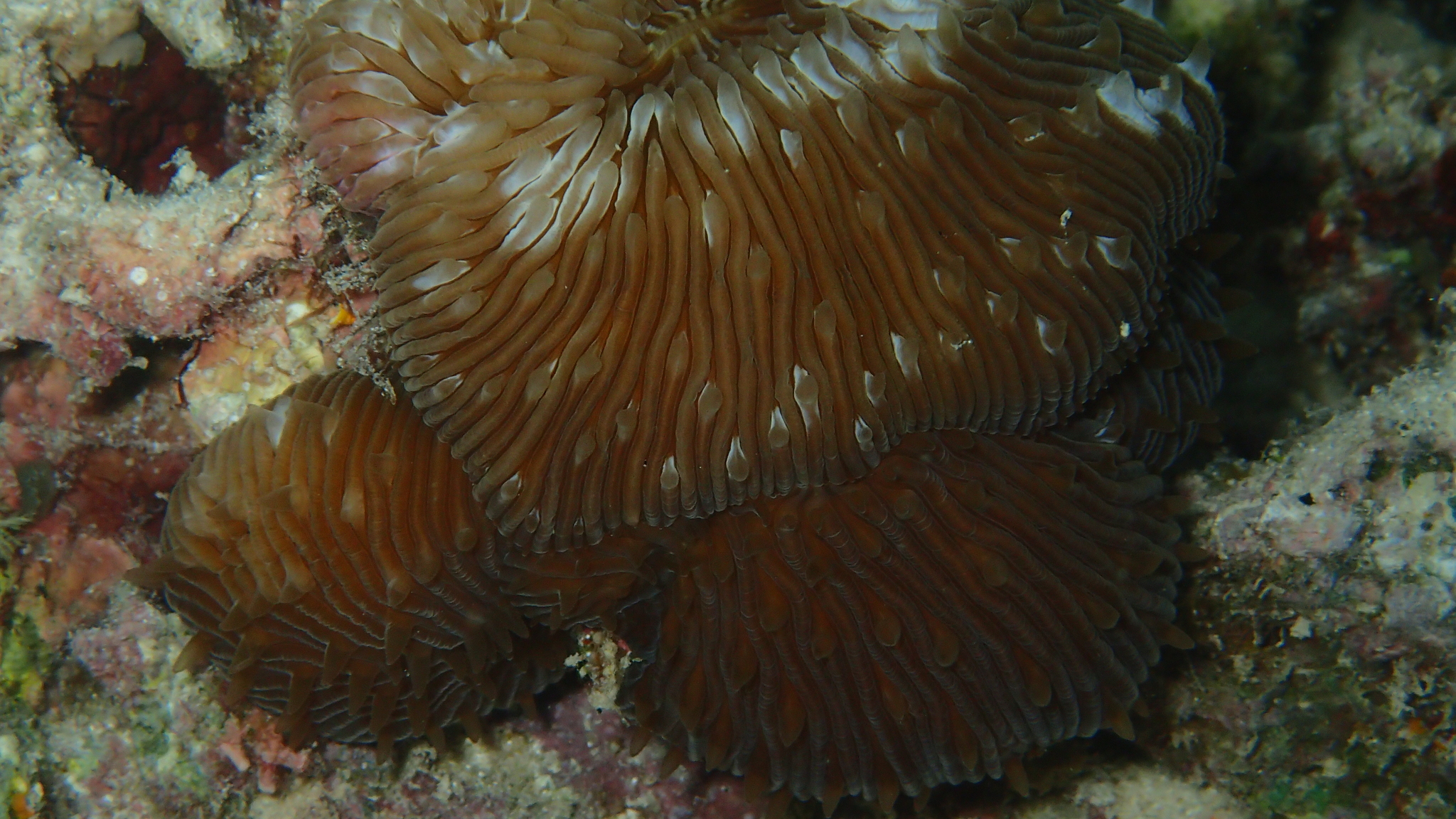 Lobactis scutaria (Lamarck, 1801)