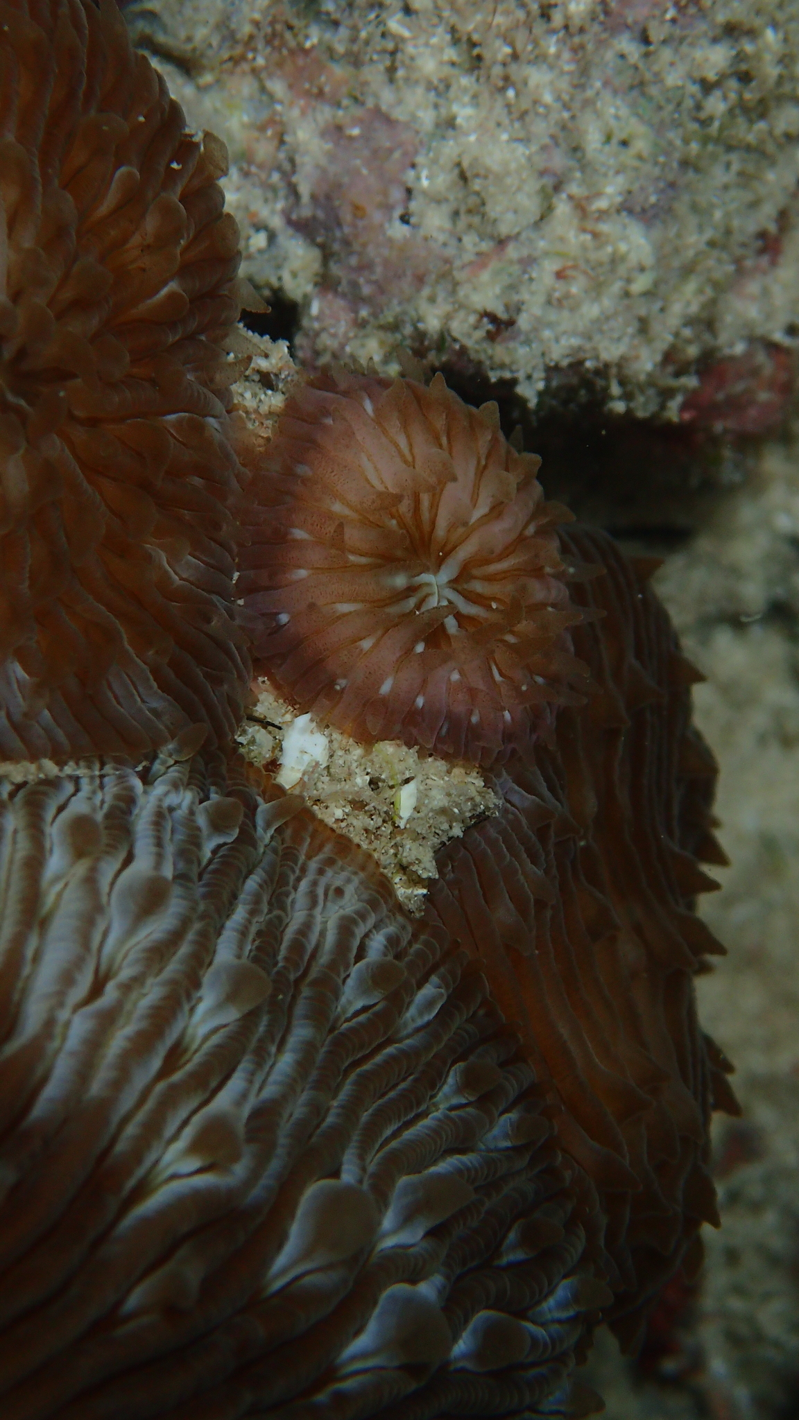 Lobactis scutaria (Lamarck, 1801)