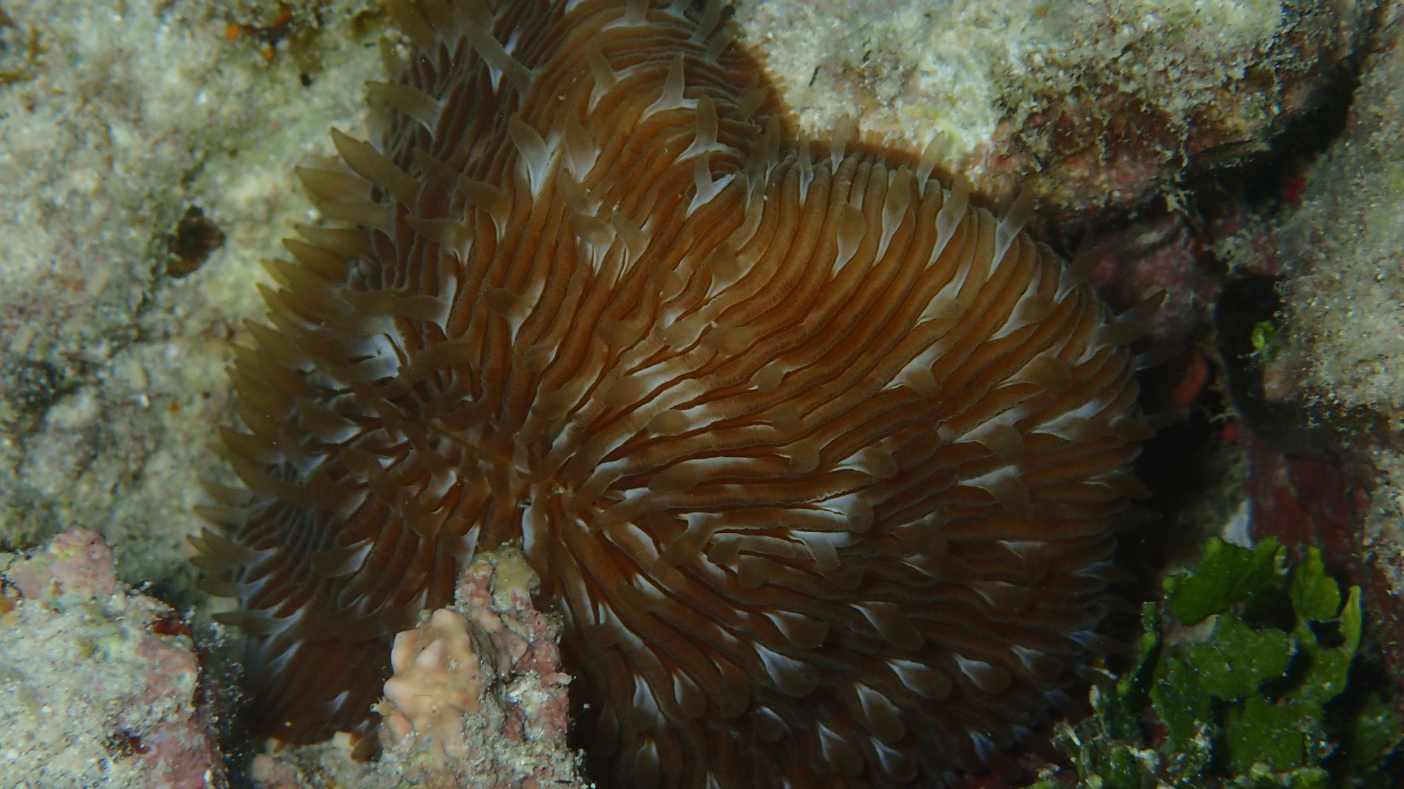 Lobactis scutaria (Lamarck, 1801)