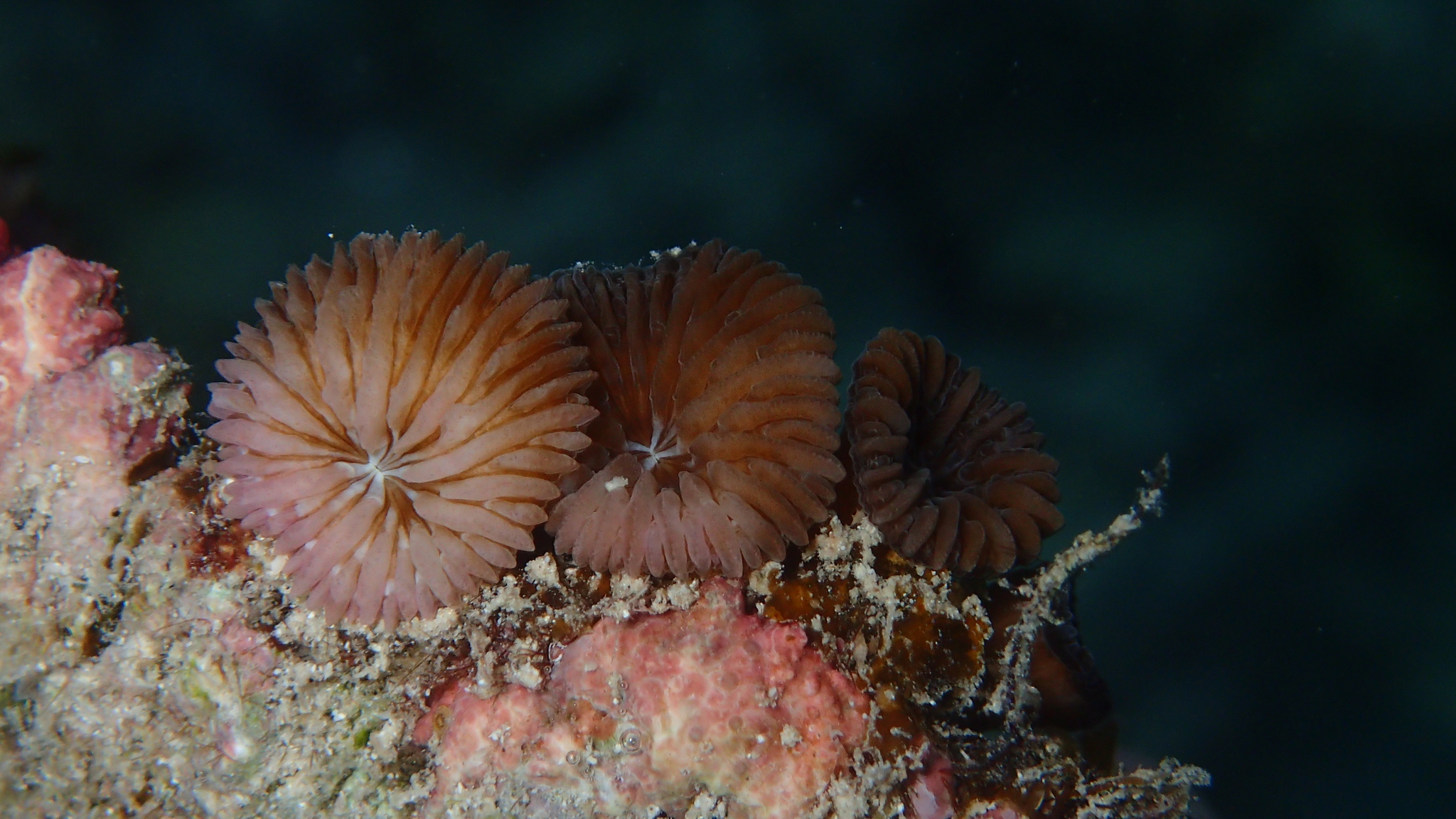 Lobactis scutaria (Lamarck, 1801)