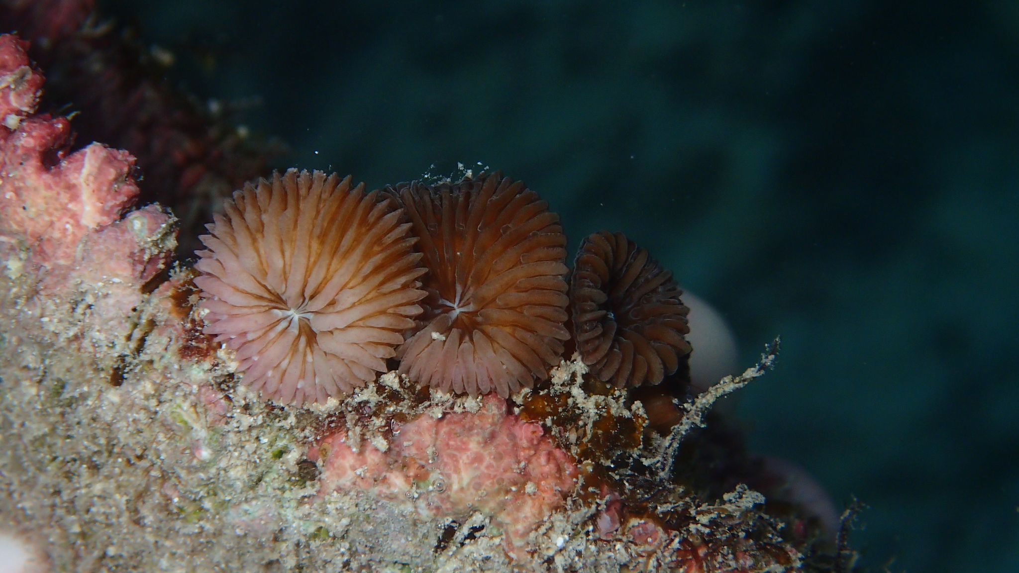 Lobactis scutaria (Lamarck, 1801)
