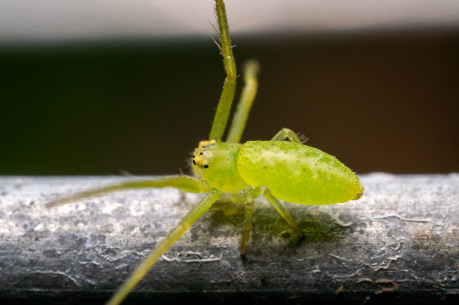 Cetratus rubropunctatus (Rainbow, 1920)