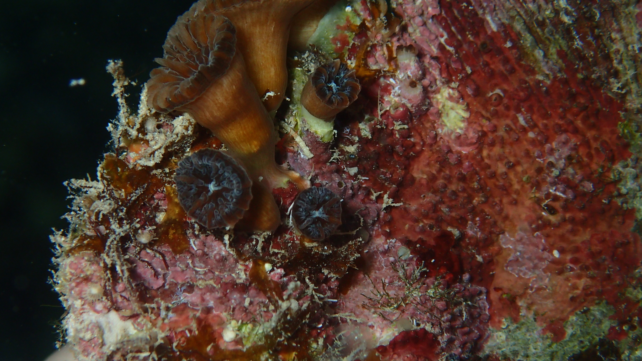 Lobactis scutaria (Lamarck, 1801)