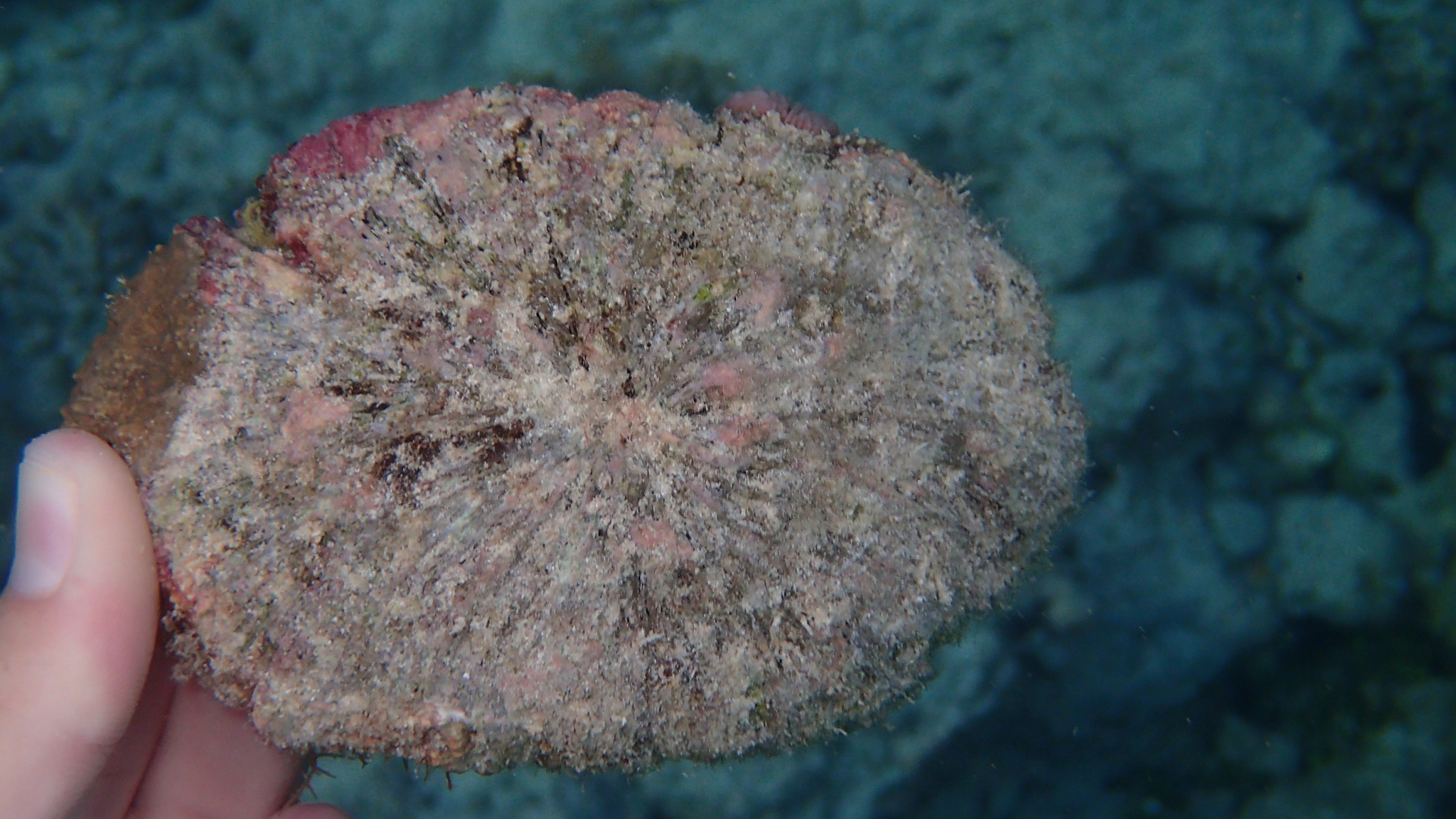 Lobactis scutaria (Lamarck, 1801)