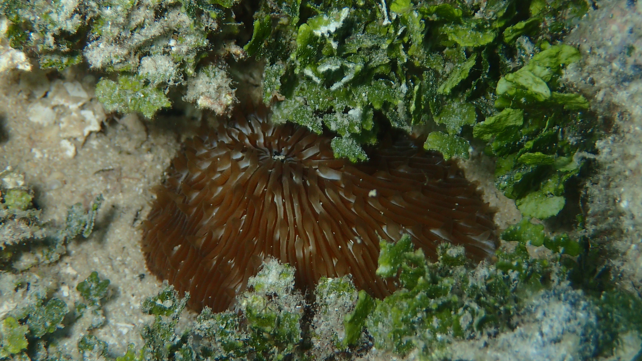 Lobactis scutaria (Lamarck, 1801)