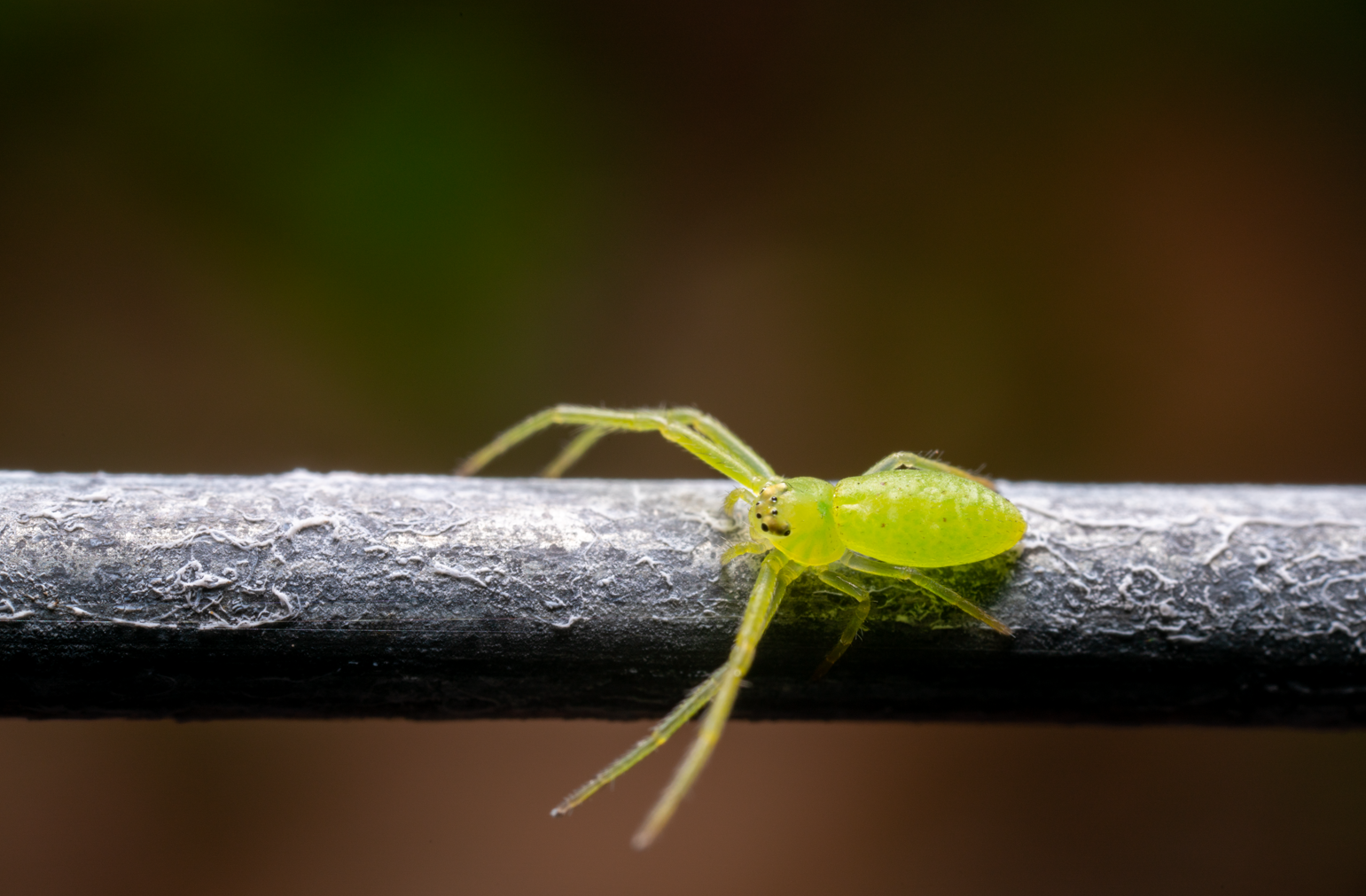 Cetratus rubropunctatus (Rainbow, 1920)