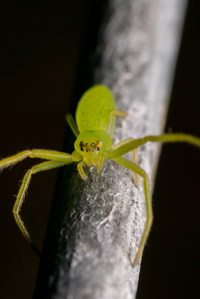 Cetratus rubropunctatus (Rainbow, 1920)