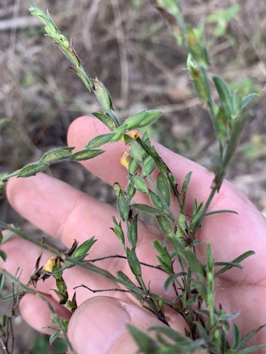 Zornia (Zornia muriculata) · iNaturalist
