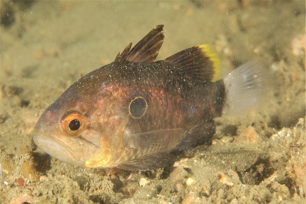 Two-eyed Cardinalfish from Sydney NSW, Australia on May 3, 2022 at 08: ...