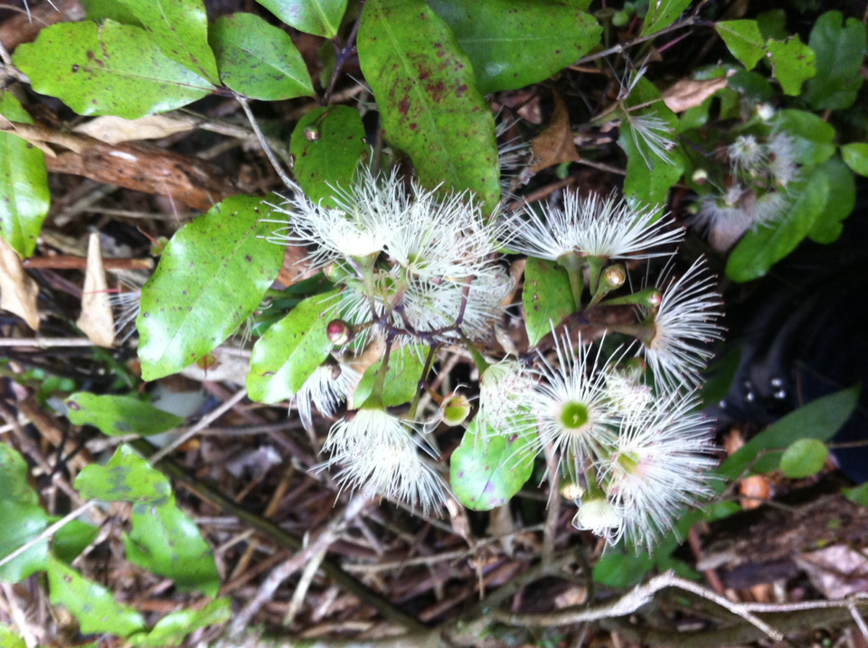 Swamp maire (Syzygium maire) - Botanical Realm