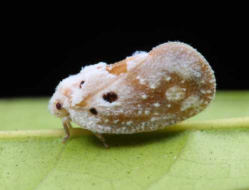 Nivalios punctatus · iNaturalist