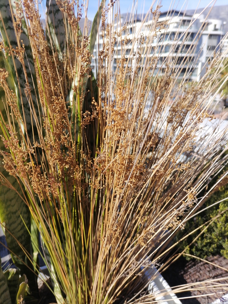 Soft Rush from Dock Rd, Victoria & Alfred Waterfront, Cape Town, 8002 ...