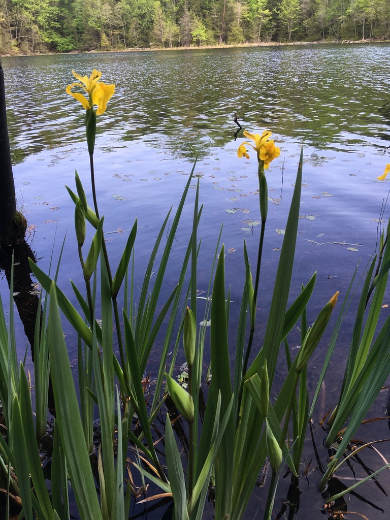Yellow Iris from Kingsport Reservoir, Kingsport, TN, US on May 04, 2022 ...