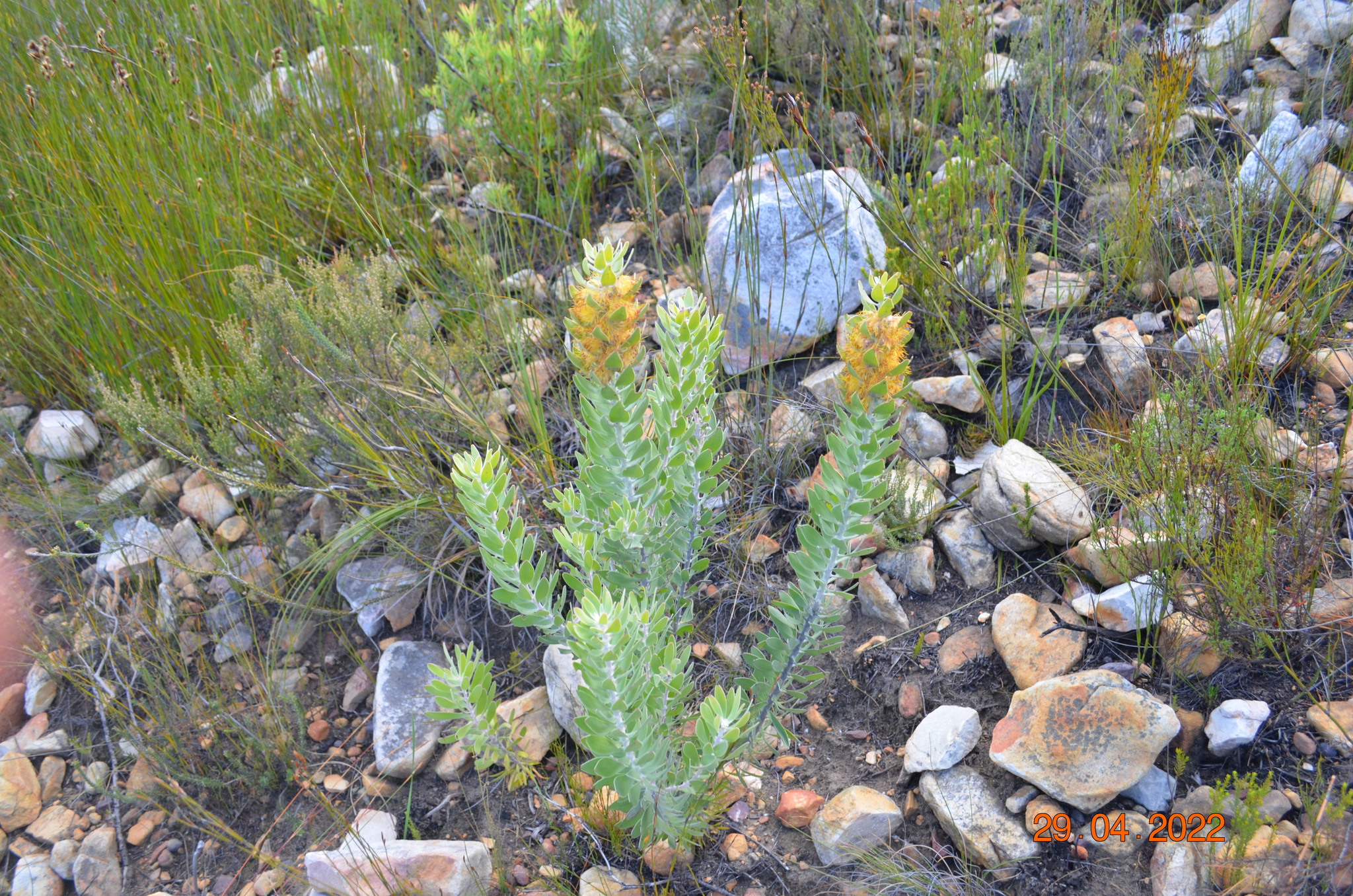 Mimetes chrysanthus Rourke