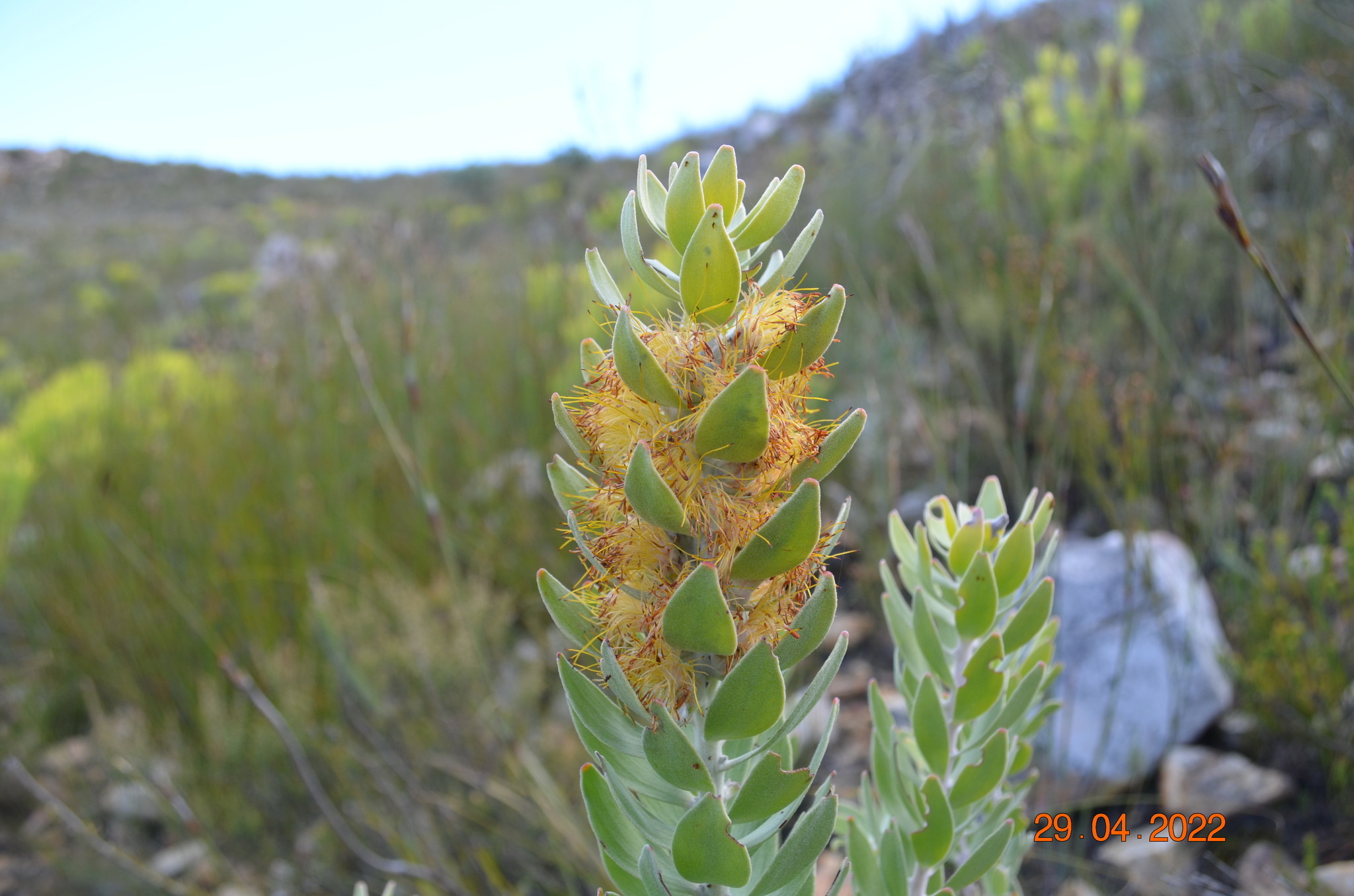 Mimetes chrysanthus Rourke