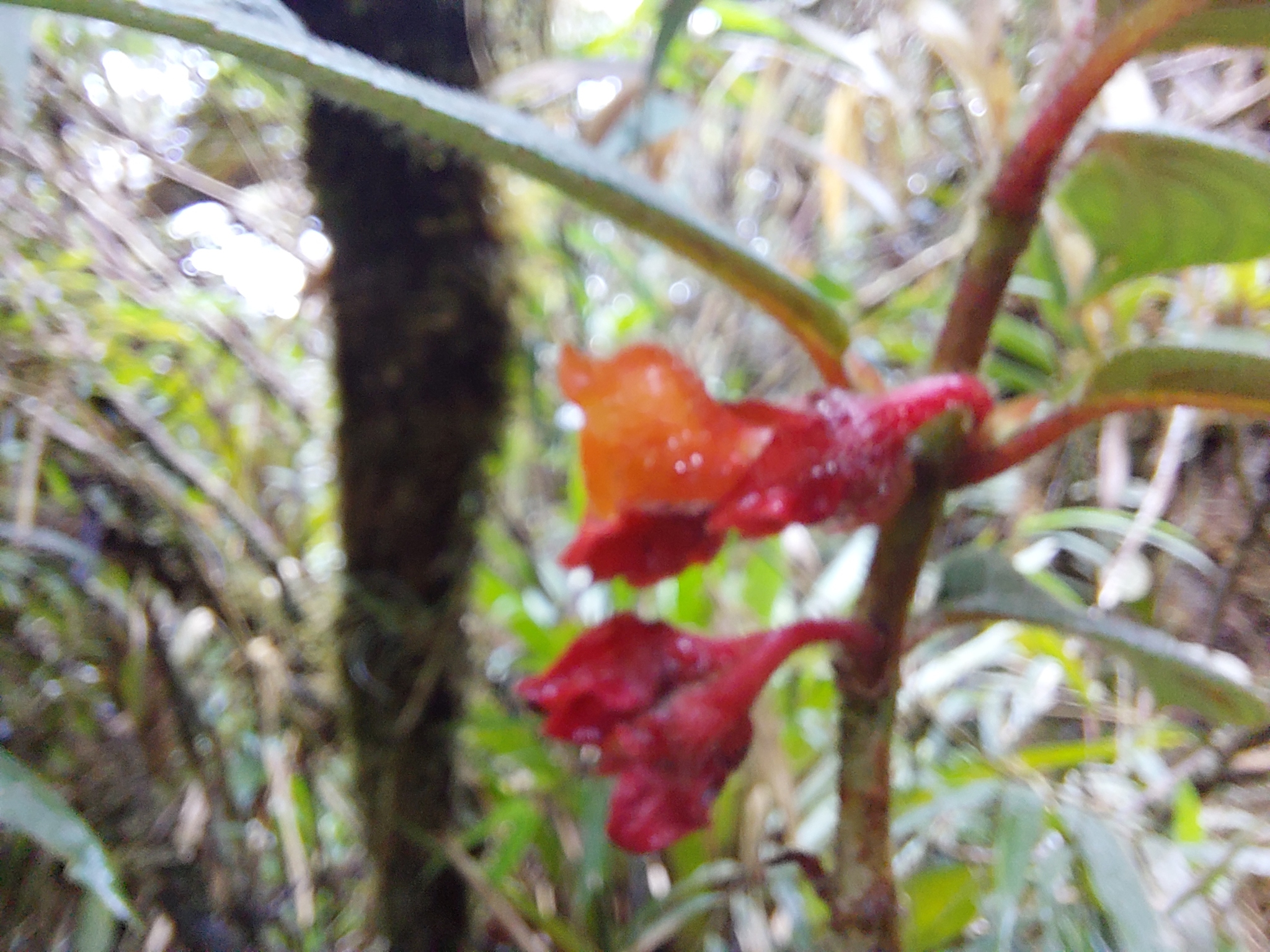 Glossoloma ichthyoderma (Hanst.) J.L.Clark