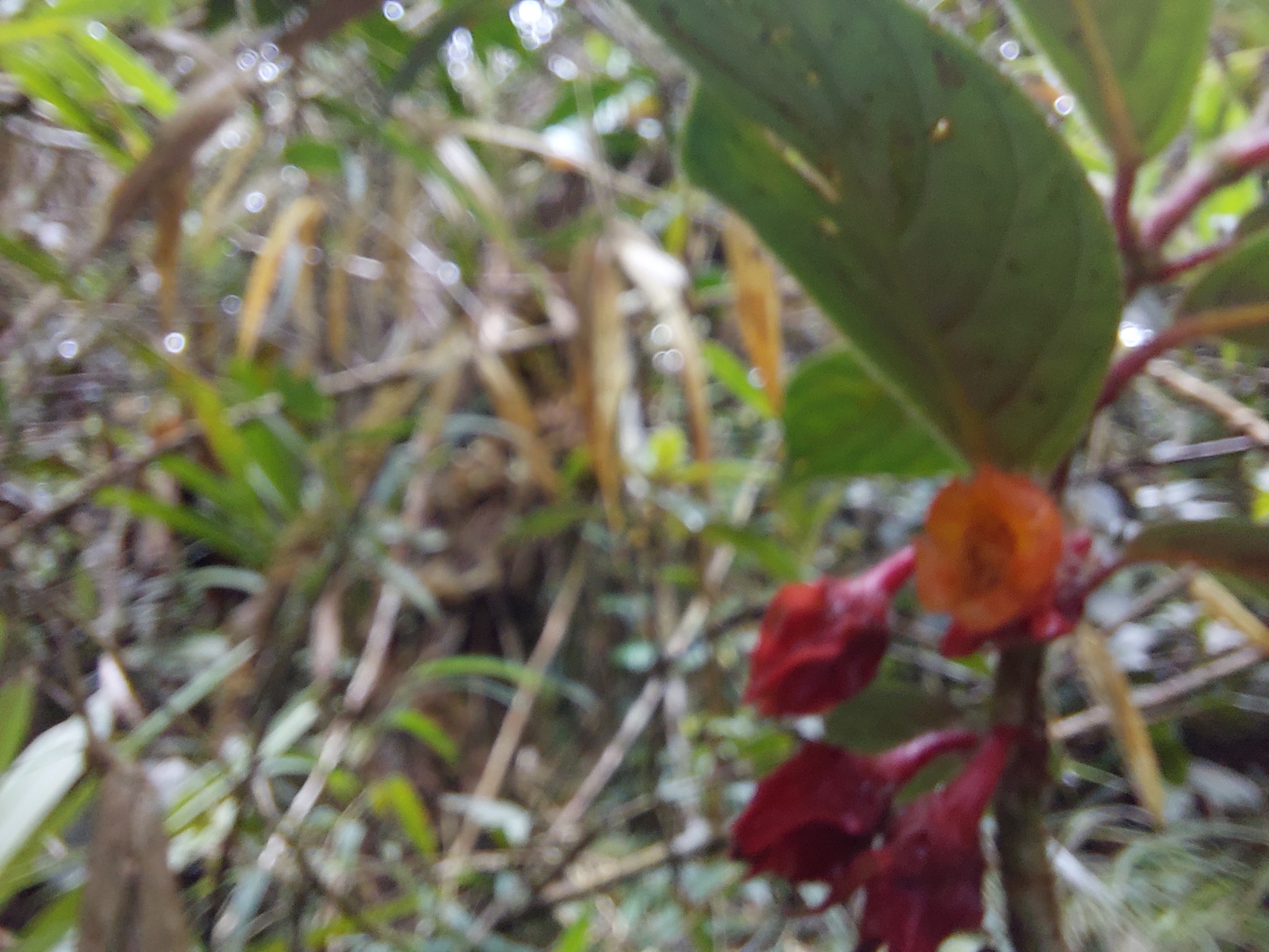 Glossoloma ichthyoderma (Hanst.) J.L.Clark