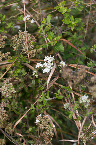 Selago trinervia · iNaturalist