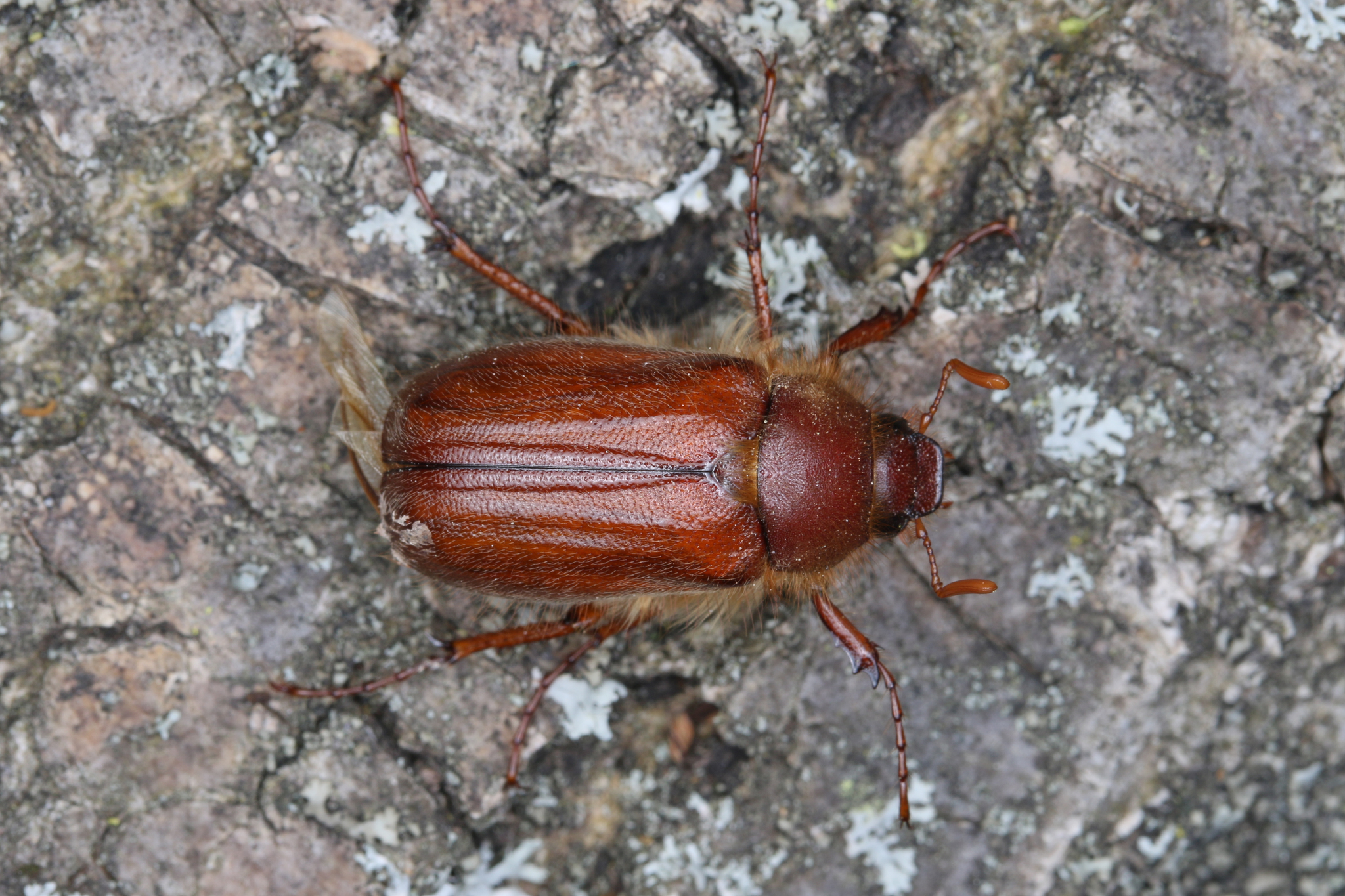 Amphimallon solstitiale (Linnaeus, 1758)