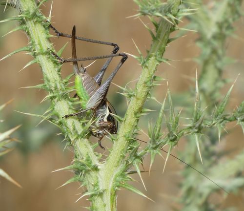 Eupholidoptera cypria · iNaturalist