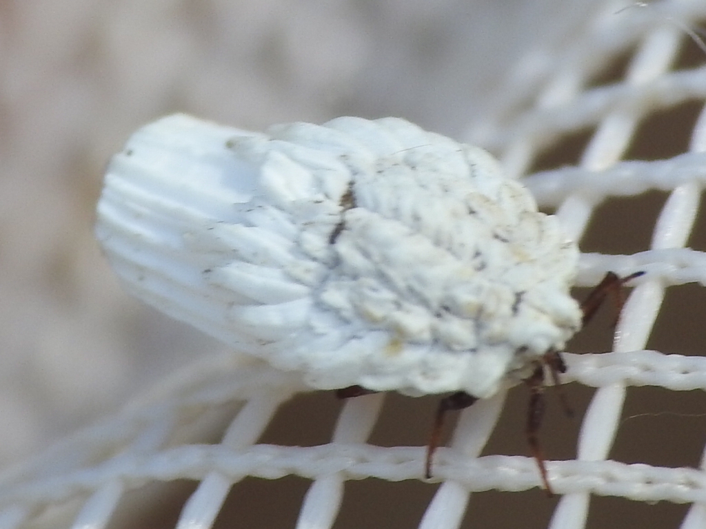 Ensign Scales from Weatherford, TX, USA on May 1, 2022 at 09:43 AM by ...