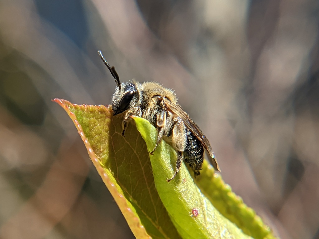 Mining Bees from Middlesex, Massachusetts, United States on April 29 ...