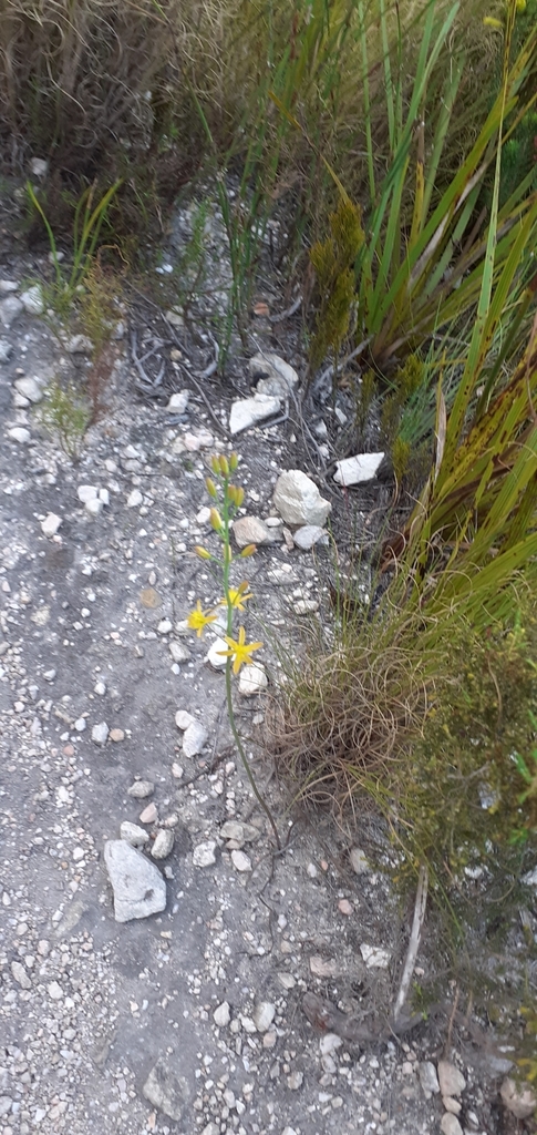 Renoster Kopieva from Overstrand Local Municipality, South Africa on ...