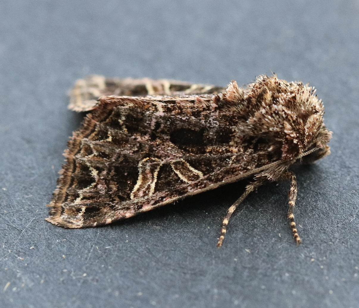 Sideridis rivularis Fabricius, 1775