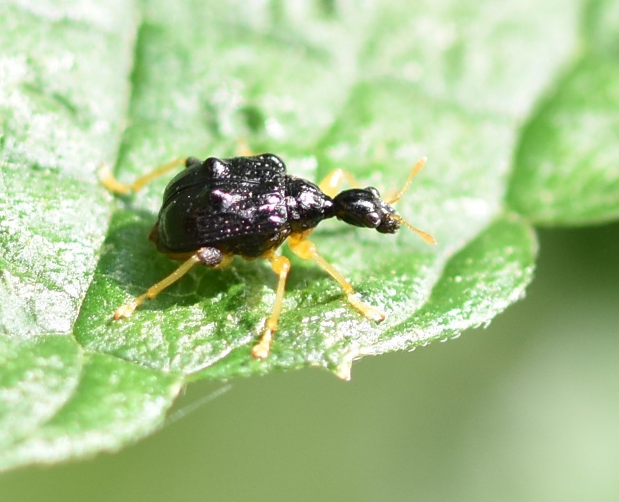 Phymatapoderus flavimanus from 중국 장쑤 성 난징 시 쉬안우 구 on May 1, 2022 at 02: ...
