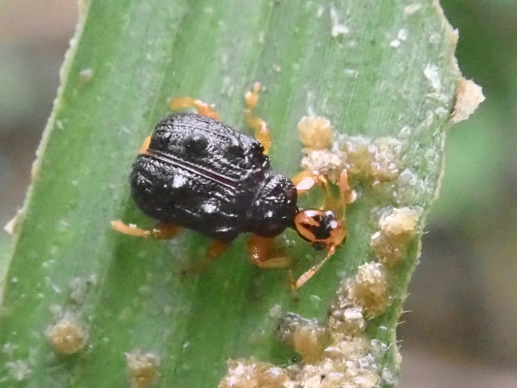 Paroplapoderus tristoides from 台灣宜蘭縣 on April 30, 2022 at 12:06 PM by ...