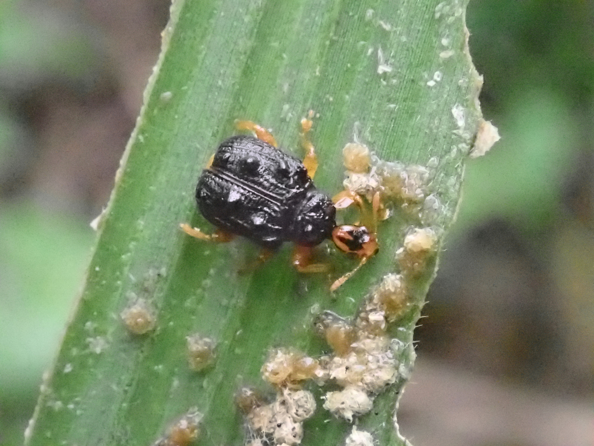 Agomadaranus pardaloides (Voss, 1924)