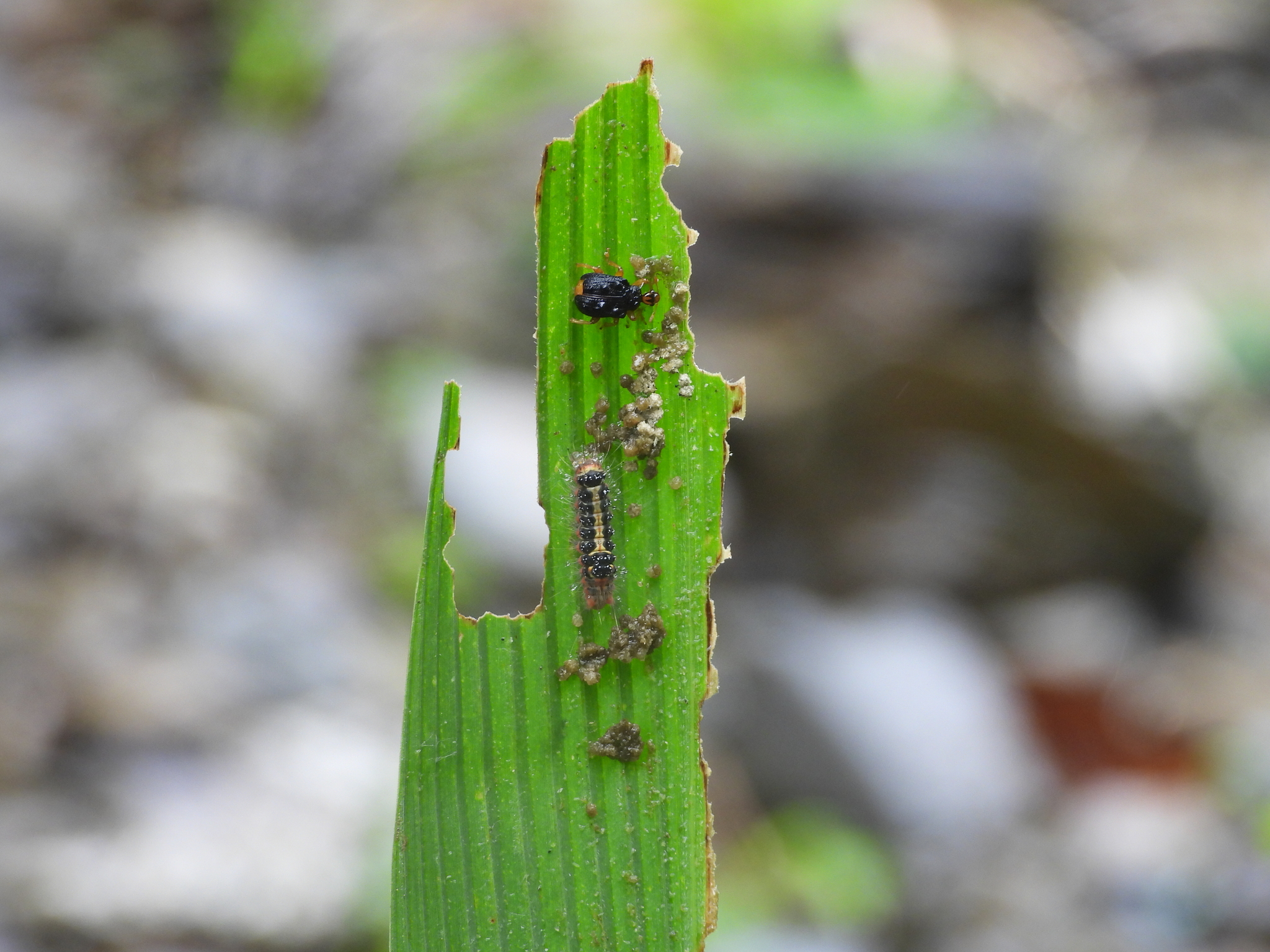 Agomadaranus pardaloides (Voss, 1924)