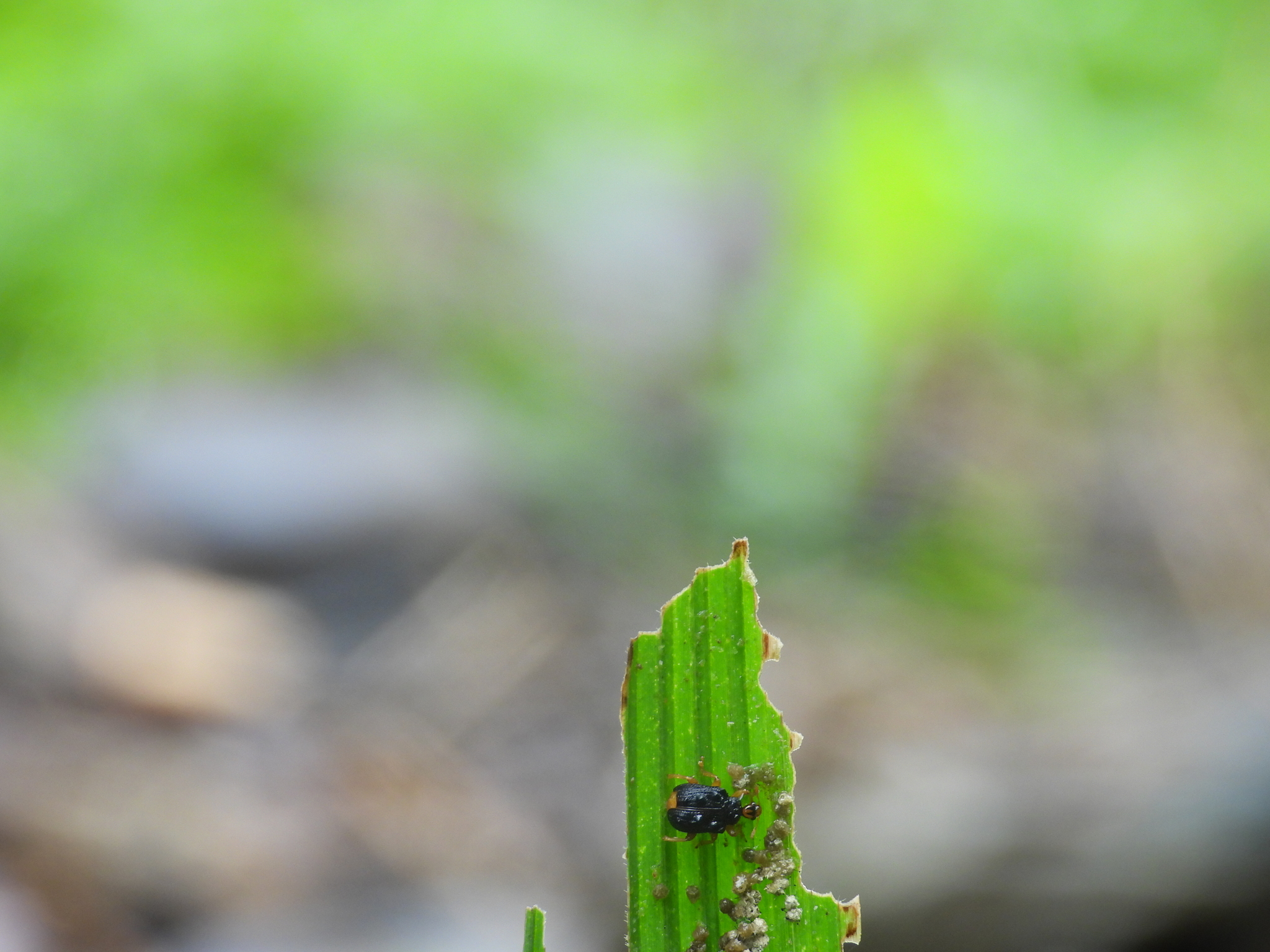 Agomadaranus pardaloides (Voss, 1924)